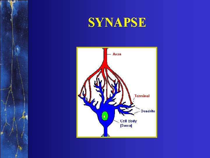 Neural Anatomy and Function NERVOUS SYSTEMS Central nervous