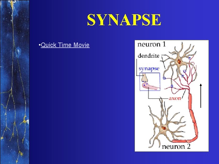 Neural Anatomy and Function NERVOUS SYSTEMS Central nervous