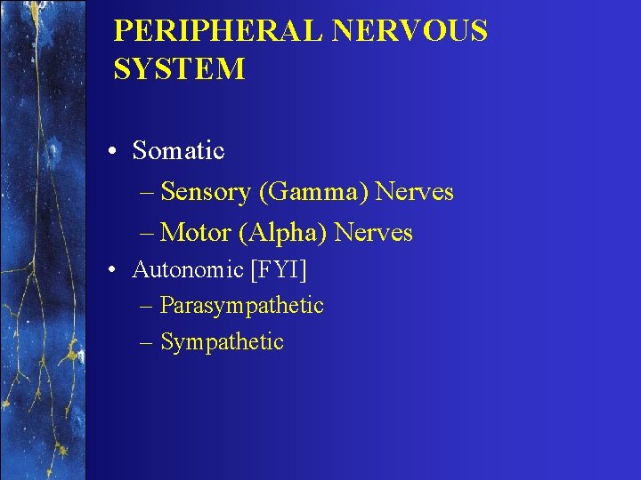 Neural Anatomy and Function NERVOUS SYSTEMS Central nervous