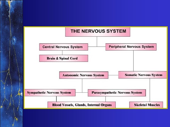 Neural Anatomy and Function NERVOUS SYSTEMS Central nervous