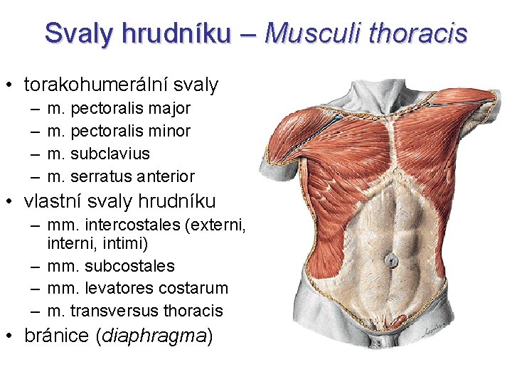 Svaly II HRUDNK ZDA David Kachlk 2013 Svaly