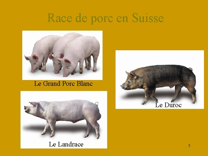 Le porc 1 Terminologie Le porc est un