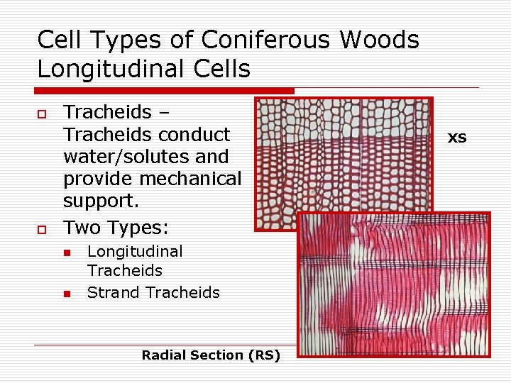 Lecture 5 Anatomical Structure of Softwoods part I