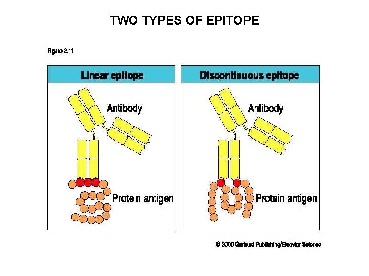 IMMUNOGLOBULIN STRUCTURE AND FUNCTION March 19 2009 10