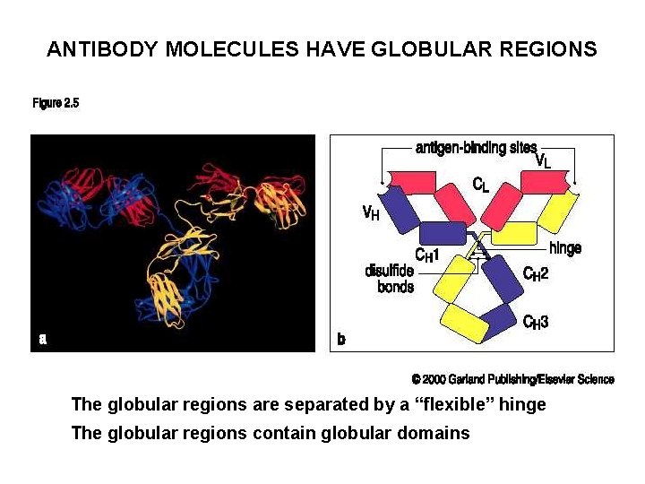 IMMUNOGLOBULIN STRUCTURE AND FUNCTION March 19 2009 10