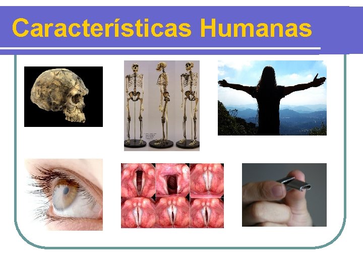 Aspectos da Evoluo Humana Caractersticas Humanas Caractersticas Humanas