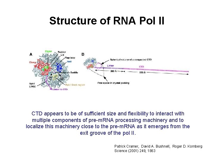 COUPLING BETWEEN TRANSCRIPTION AND m RNA PROCESSING Mouse