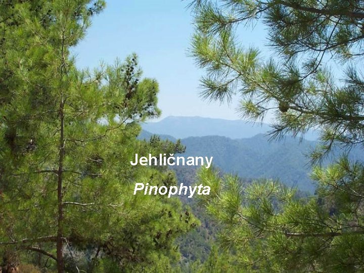 Jinany Ginkgophyta obecn charakteristika jinanu dvoulalonatho strom vysok