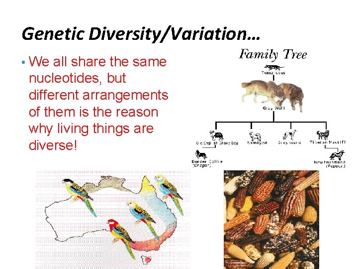 DNA Replication Day 2 Bell Ringer 5 MIN