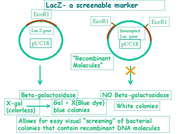 Unit III Lecture 2 B Tech Biotechnology III