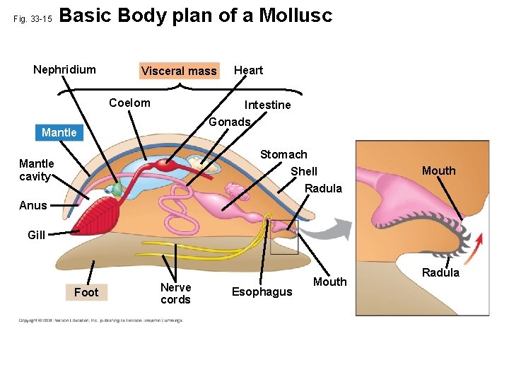 Chapter 33 Invertebrates Power Point Lecture Presentations for