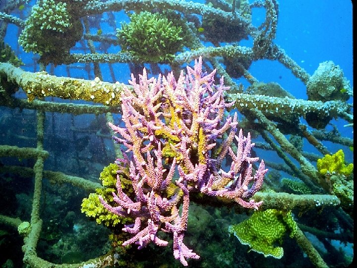 ADAPTATION TECHNOLOGY A solution for corals in peril