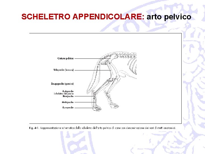SCHELETRO APPENDICOLARE arto pelvico 7 1 Veduta laterale