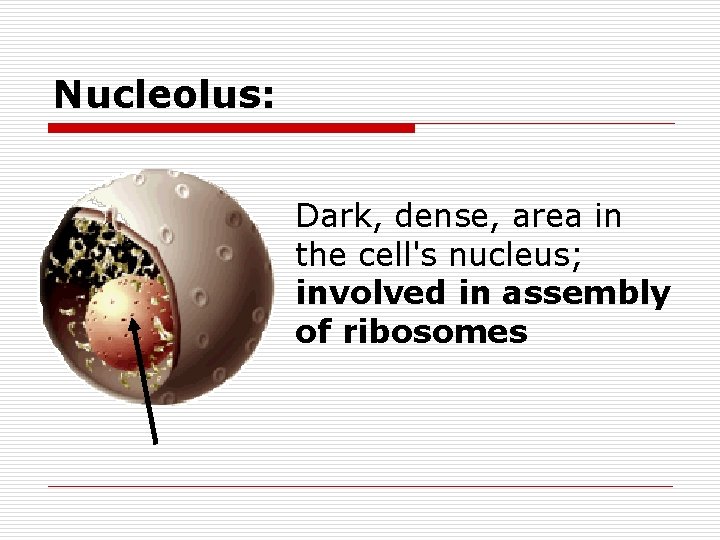 Cell Structures Be able to identify the cell