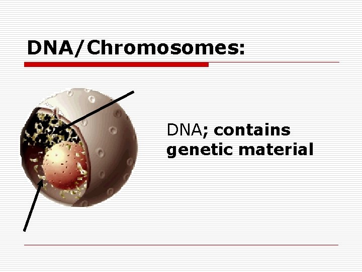 Cell Structures Be able to identify the cell