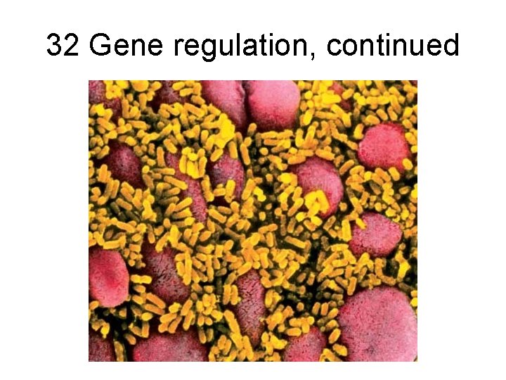 32 Gene regulation continued Lecture Outline 112105 Review
