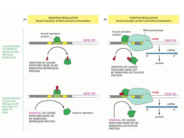 32 Gene regulation continued Lecture Outline 112105 Review
