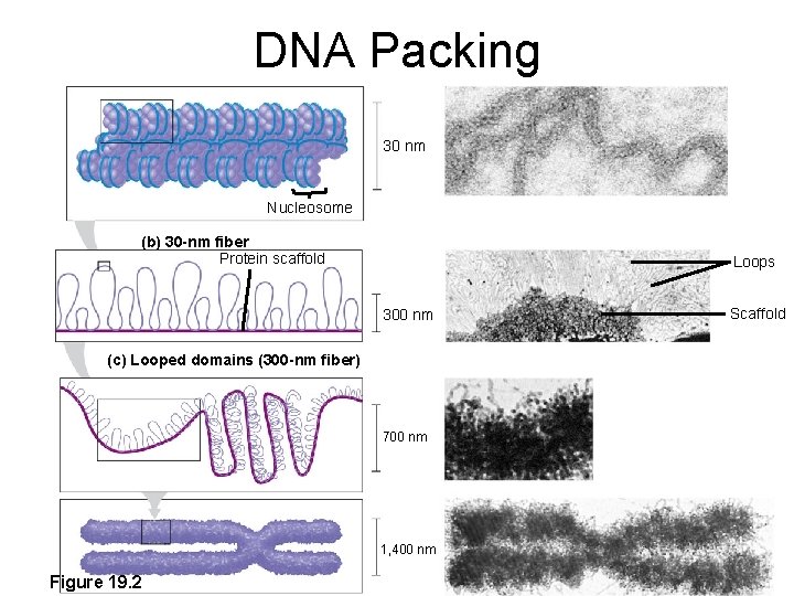 32 Gene regulation continued Lecture Outline 112105 Review