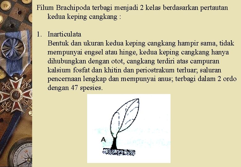 BRACHIOPODA Menjelaskan morfologi anatomi reproduksi daur hidup dan