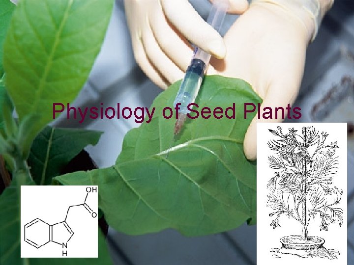 Physiology of Seed Plants Regulating Growth and Development
