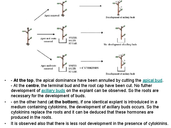 Physiology of Seed Plants Regulating Growth and Development