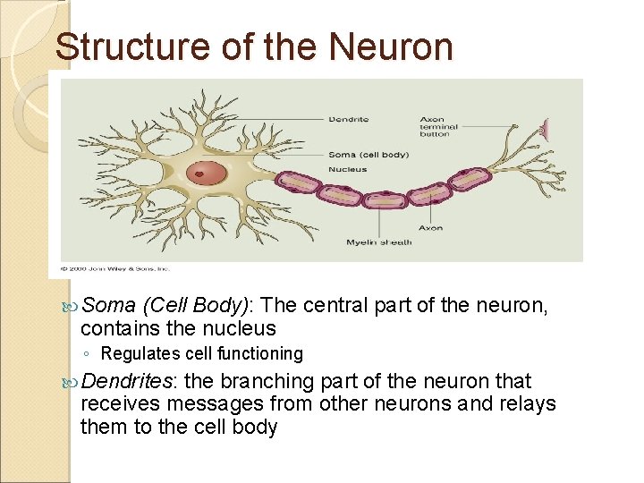 Introduction to Psychology Biological Basis of Behavior Unit