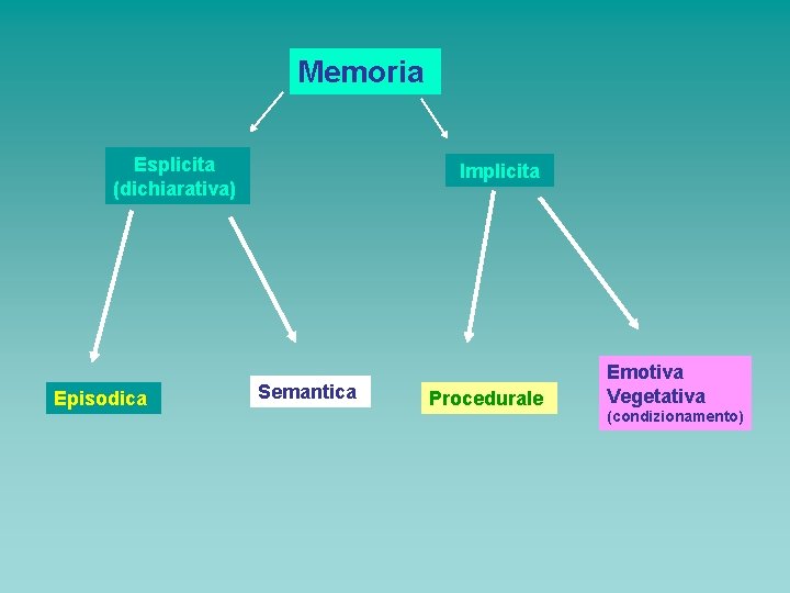 ANATOMIA FUNZONALE DEI PRINCIPALI CIRCUITI CEREBRALI Circuiti del
