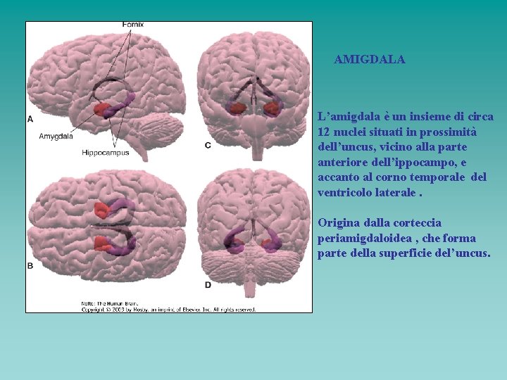 ANATOMIA FUNZONALE DEI PRINCIPALI CIRCUITI CEREBRALI Circuiti del