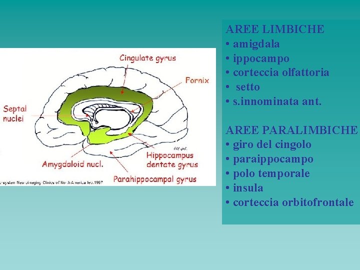 ANATOMIA FUNZONALE DEI PRINCIPALI CIRCUITI CEREBRALI Circuiti del