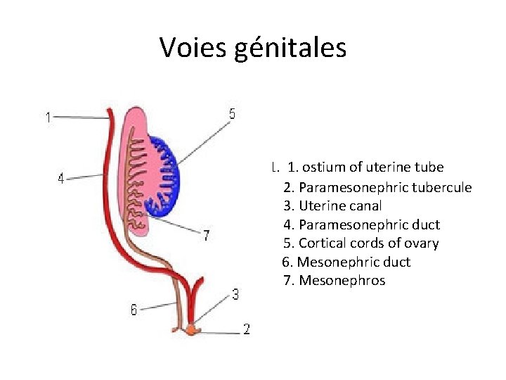 Appareil Gnital Fminin Embryologie Dr Mama SY DIALLO