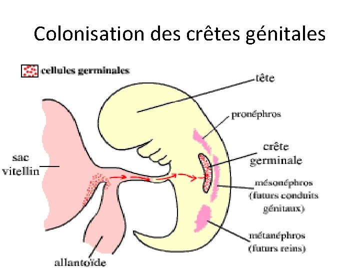 Appareil Gnital Fminin Embryologie Dr Mama SY DIALLO
