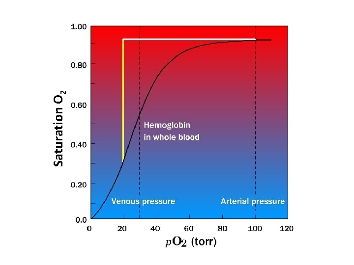 Hemoglobin a hemoglobinpatie Pra Richard Srbov Martina Hemoproteiny