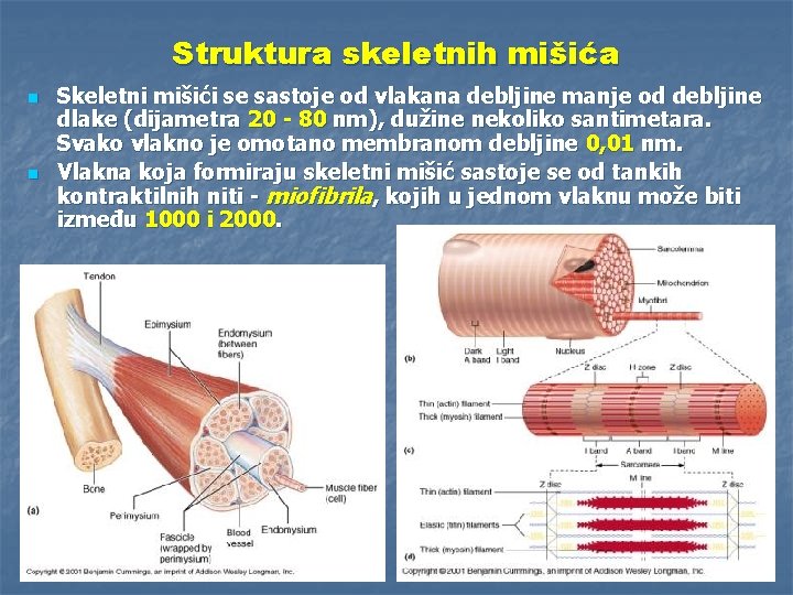 FIZIKA LJUDSKOG ORGANIZMA UNIVERZITET U NOVOM SADU PRIRODNOMATEMATIKI