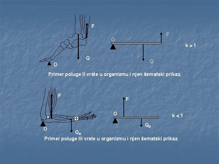 FIZIKA LJUDSKOG ORGANIZMA UNIVERZITET U NOVOM SADU PRIRODNOMATEMATIKI