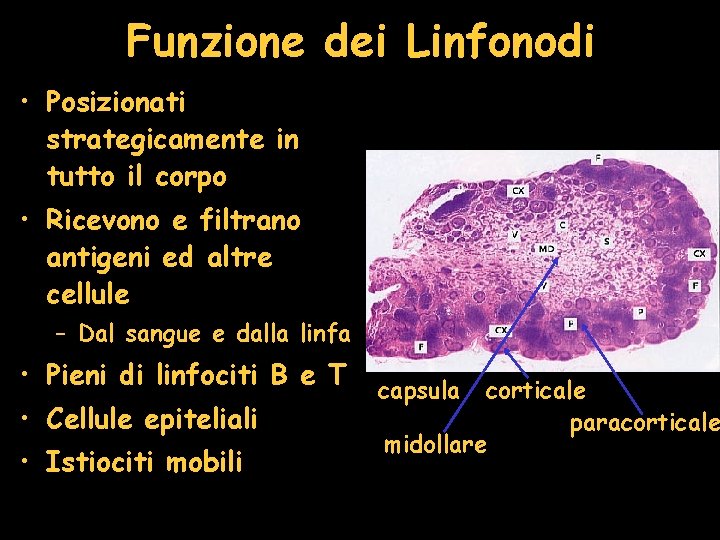 Organi del Sistema Immunitario Tonsille ed Adenoidi Timo