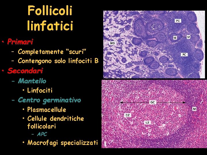 Organi del Sistema Immunitario Tonsille ed Adenoidi Timo