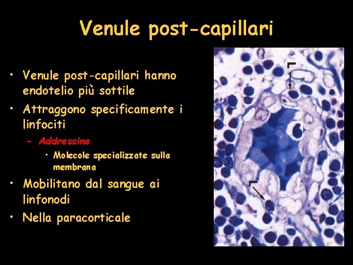Organi del Sistema Immunitario Tonsille ed Adenoidi Timo