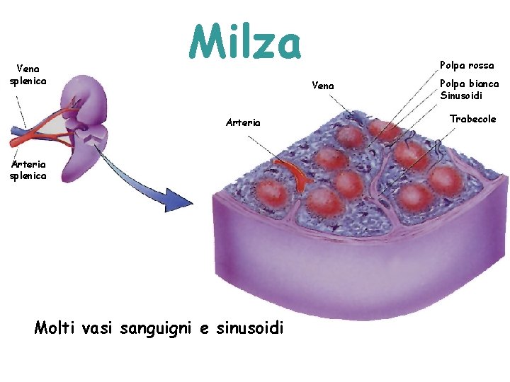 Organi del Sistema Immunitario Tonsille ed Adenoidi Timo