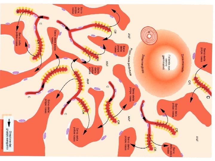 Organi del Sistema Immunitario Tonsille ed Adenoidi Timo