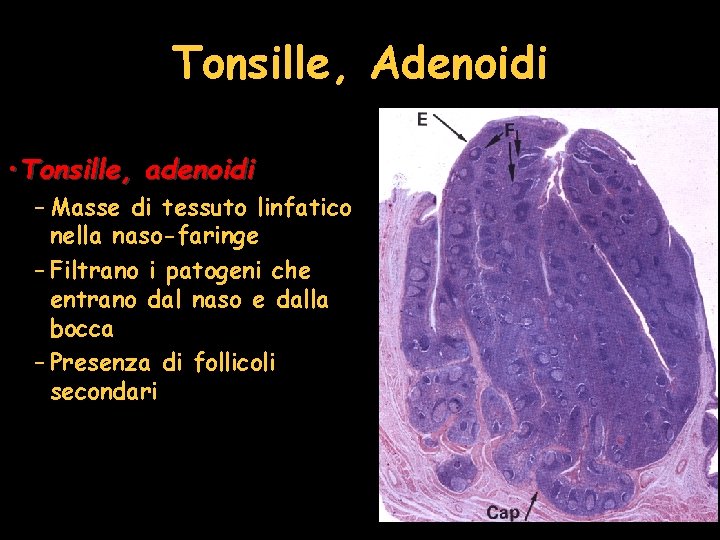 Organi del Sistema Immunitario Tonsille ed Adenoidi Timo