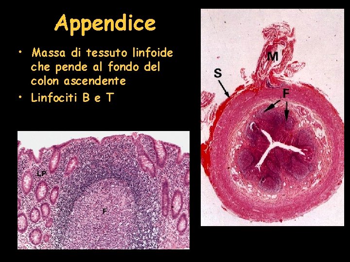 Organi del Sistema Immunitario Tonsille ed Adenoidi Timo