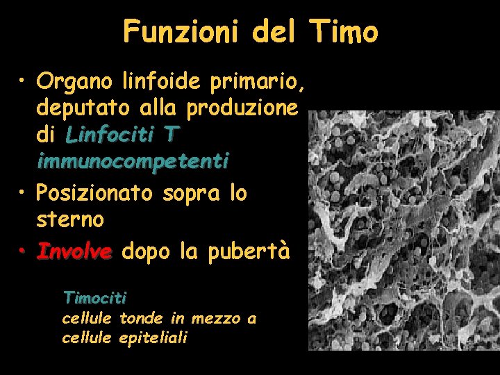 Organi del Sistema Immunitario Tonsille ed Adenoidi Timo