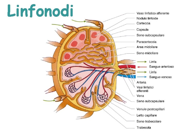 Organi del Sistema Immunitario Tonsille ed Adenoidi Timo