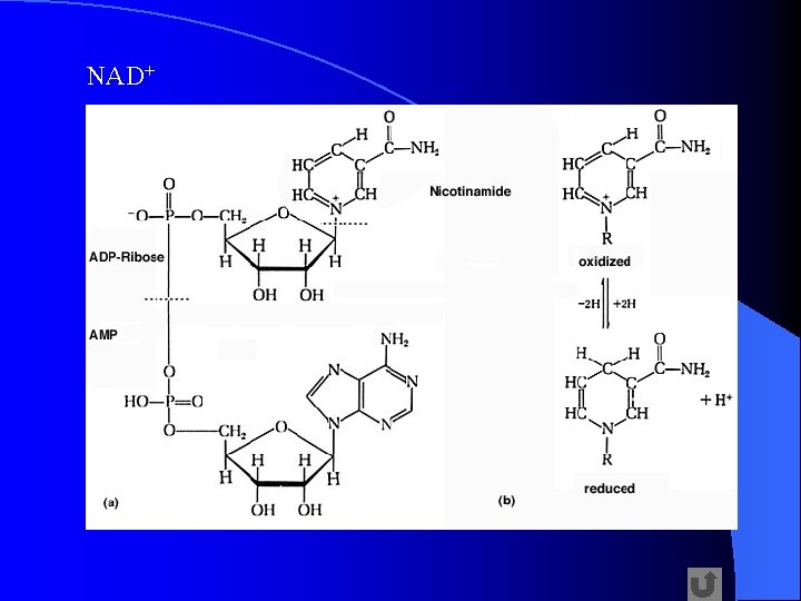 Energy metabolism enzyme and Cofactors 1 Forms of