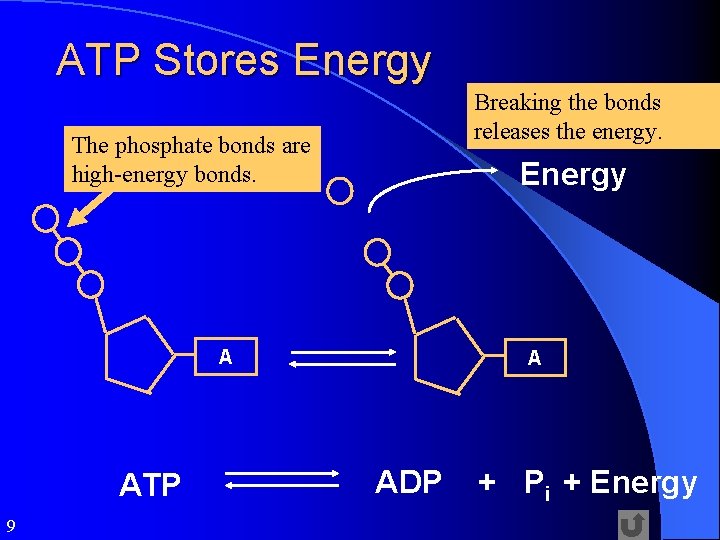 Energy metabolism enzyme and Cofactors 1 Forms of