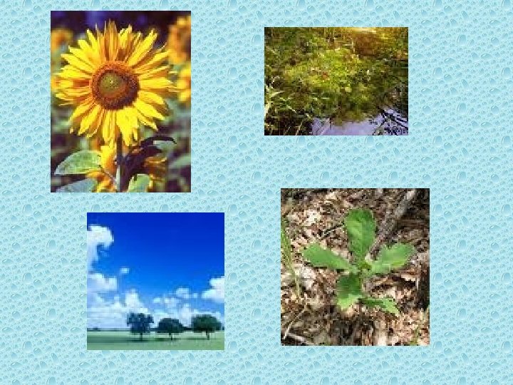 Ekolgia Peter Macko Filip Jdt Ekolgia z grc