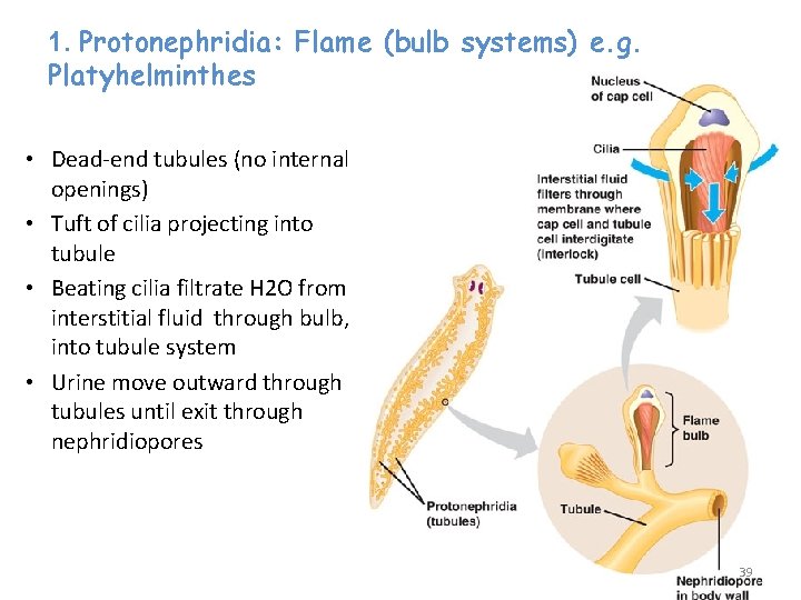 General comparative physiology ZOO 303 Week 3 transport