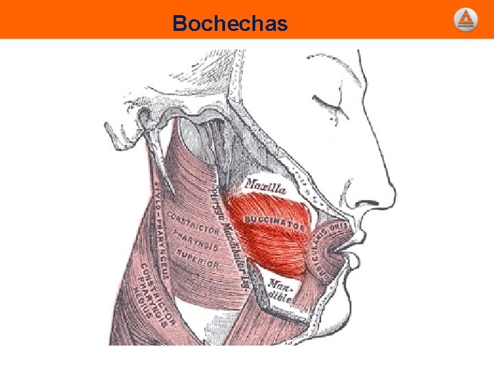 Sistema Digestrio Sistema Digestrio O organismo humano recebe
