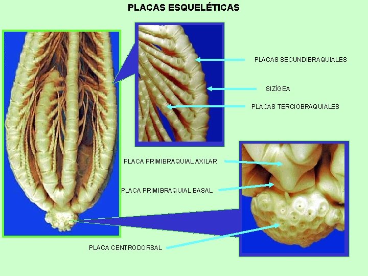 CONCENTRICICLOIDEOS Margaritas de mar CONCENTRICICLOIDEOS Placas ...