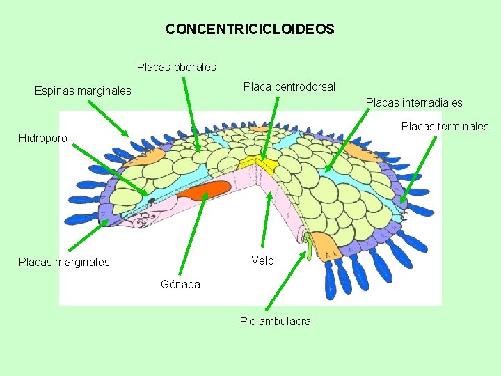 CONCENTRICICLOIDEOS Margaritas de mar CONCENTRICICLOIDEOS Placas ...